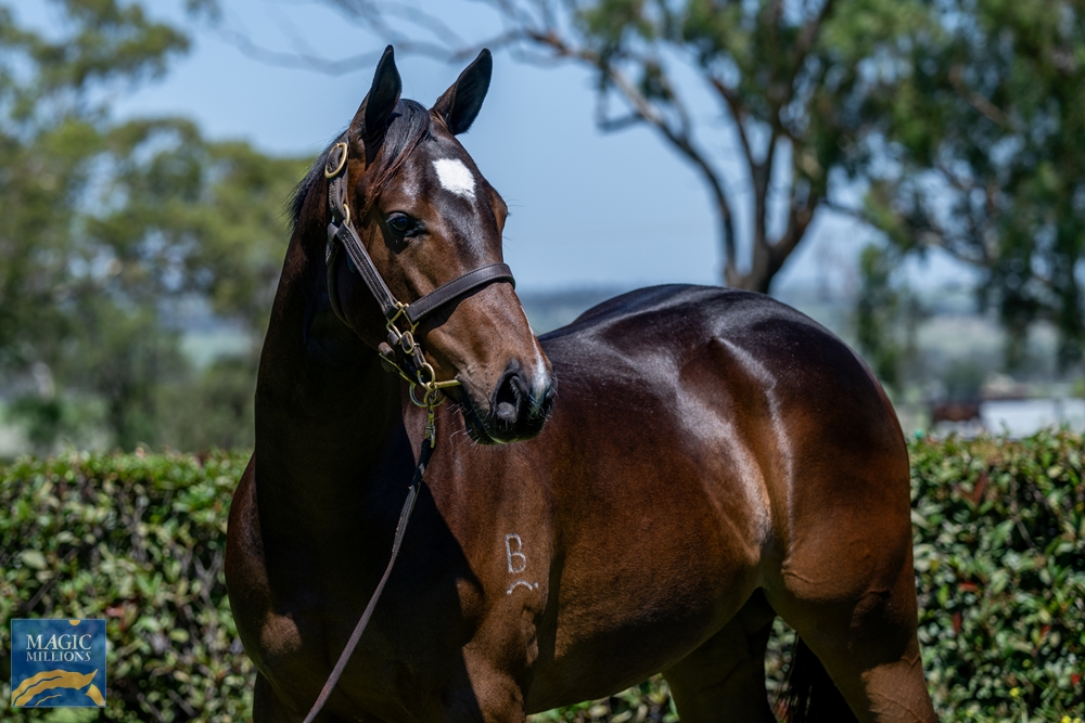 2024 Gold Coast Yearling Sale | Lot 630 | Pierata (AUS) | Emtevee Queen (AUS)